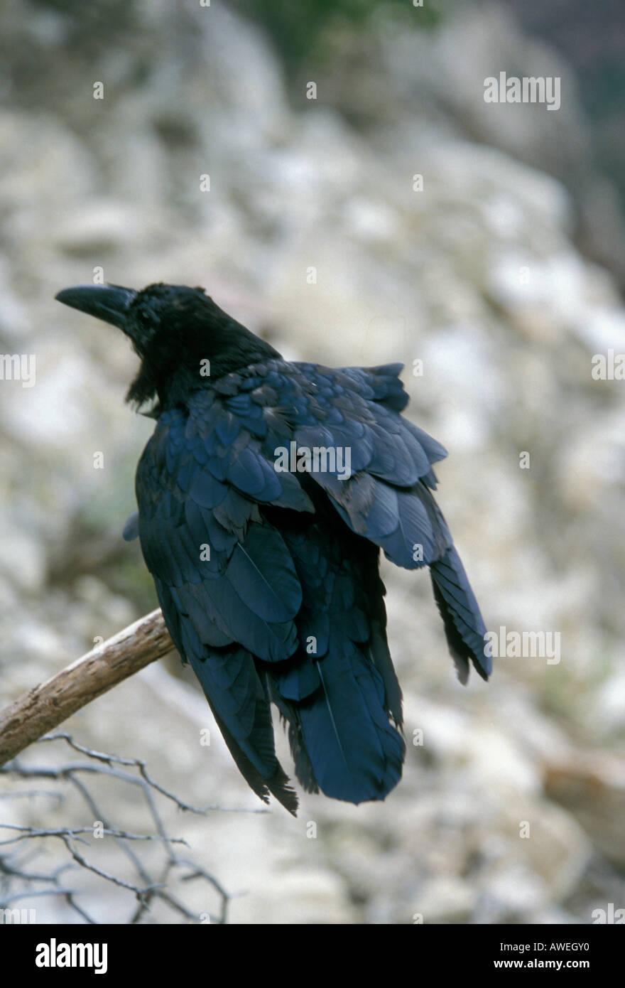 Grand Canyon - Arizona - USA Raven on a perch Stock Photo - Alamy