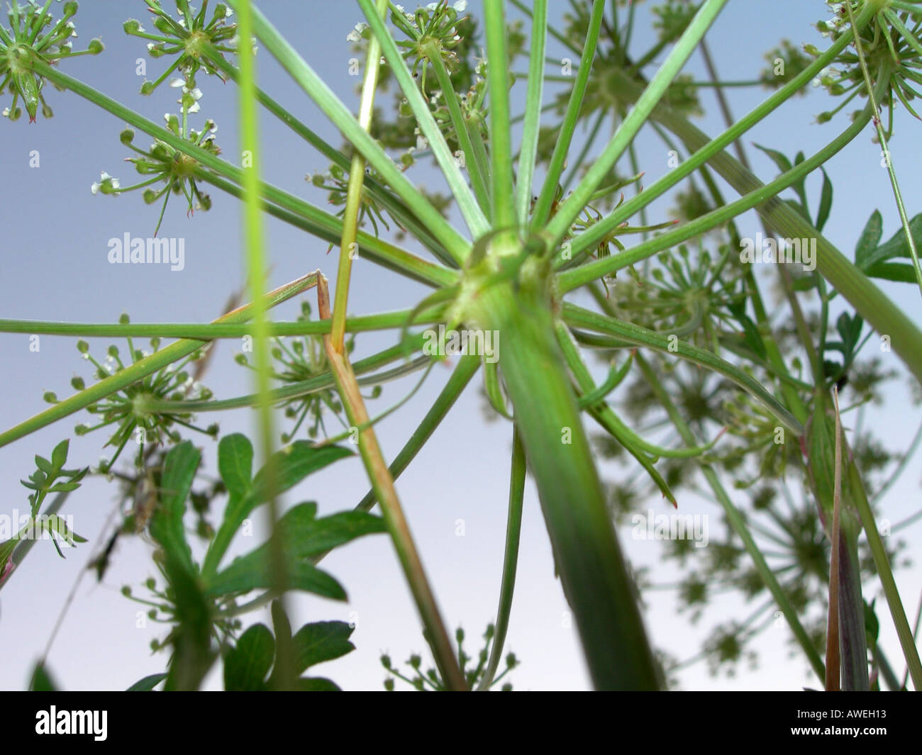 Structure uncut hi-res stock photography and images - Alamy