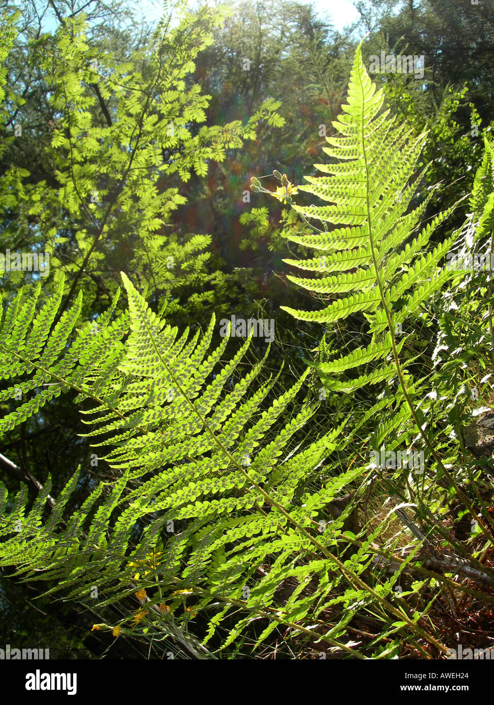 Alpine ferns hi-res stock photography and images - Alamy