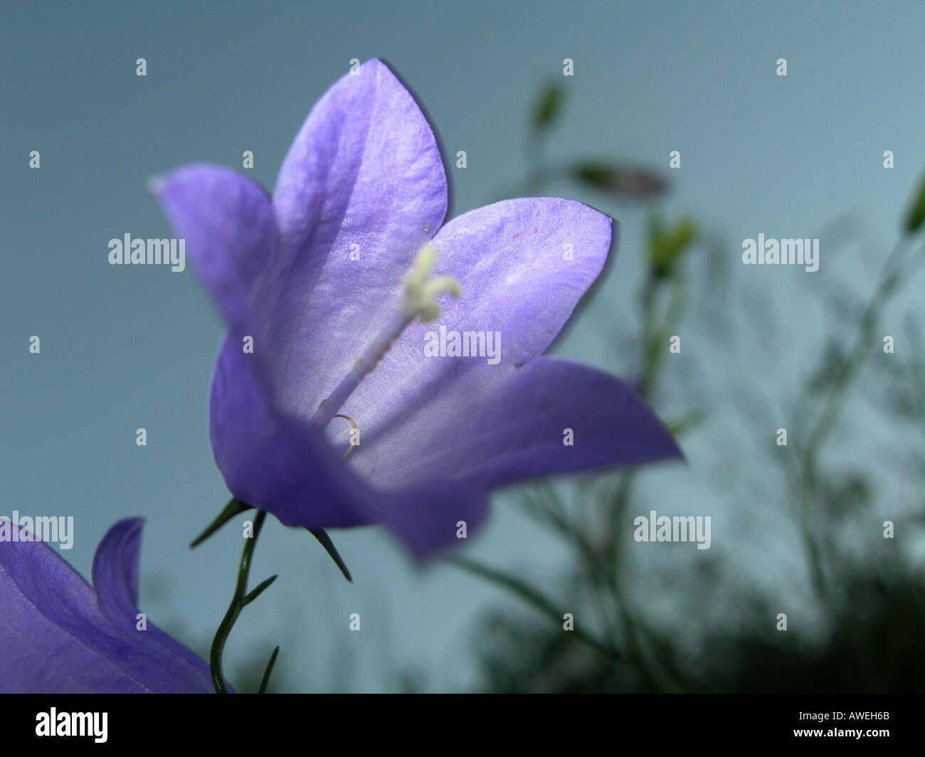 Blue alpine flower hi-res stock photography and images - Alamy