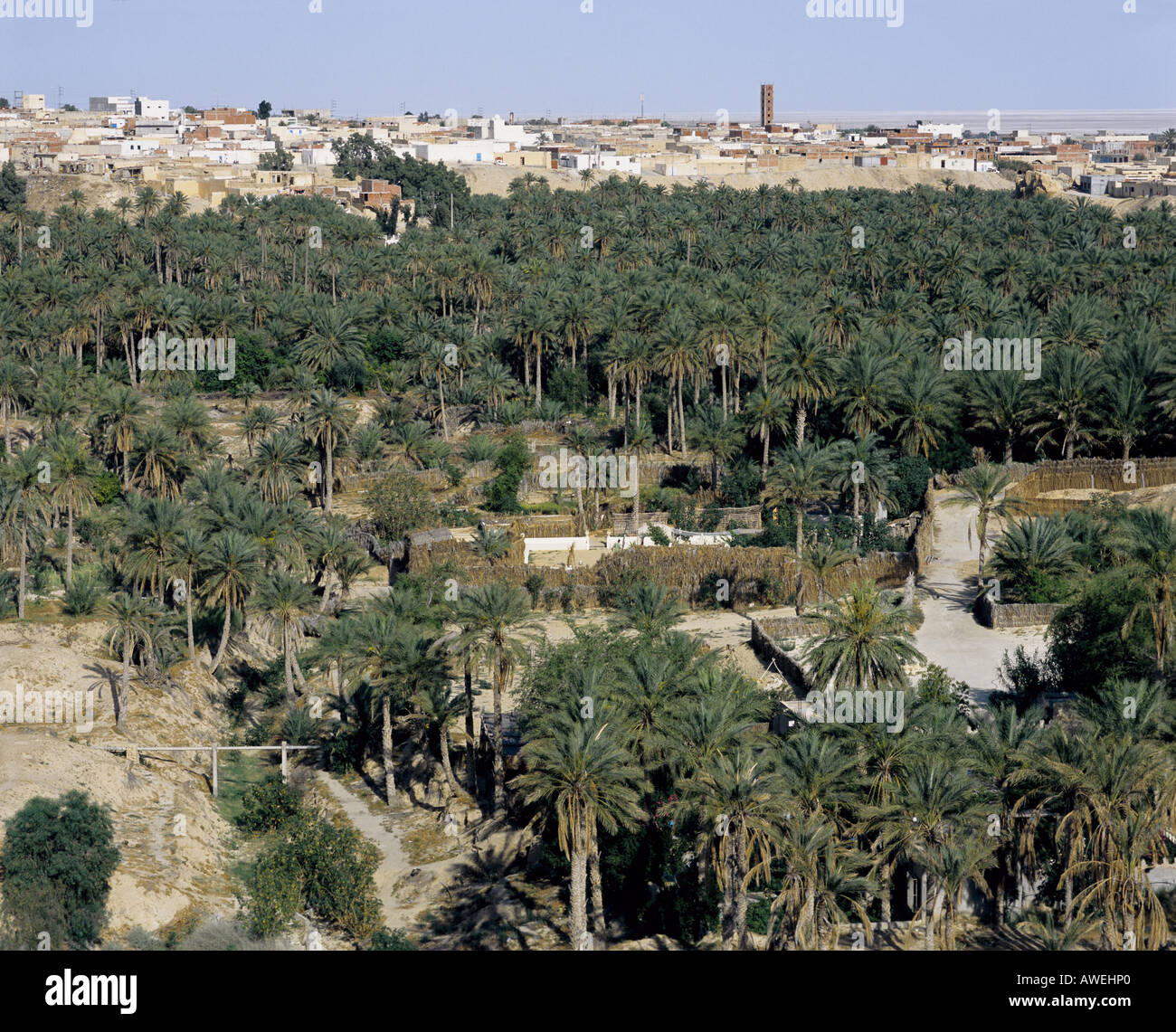 Nefta oasis hi-res stock photography and images - Alamy