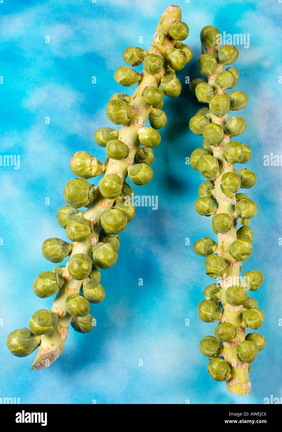BRUSSEL SPROUTS ON STALK Stock Photo - Alamy