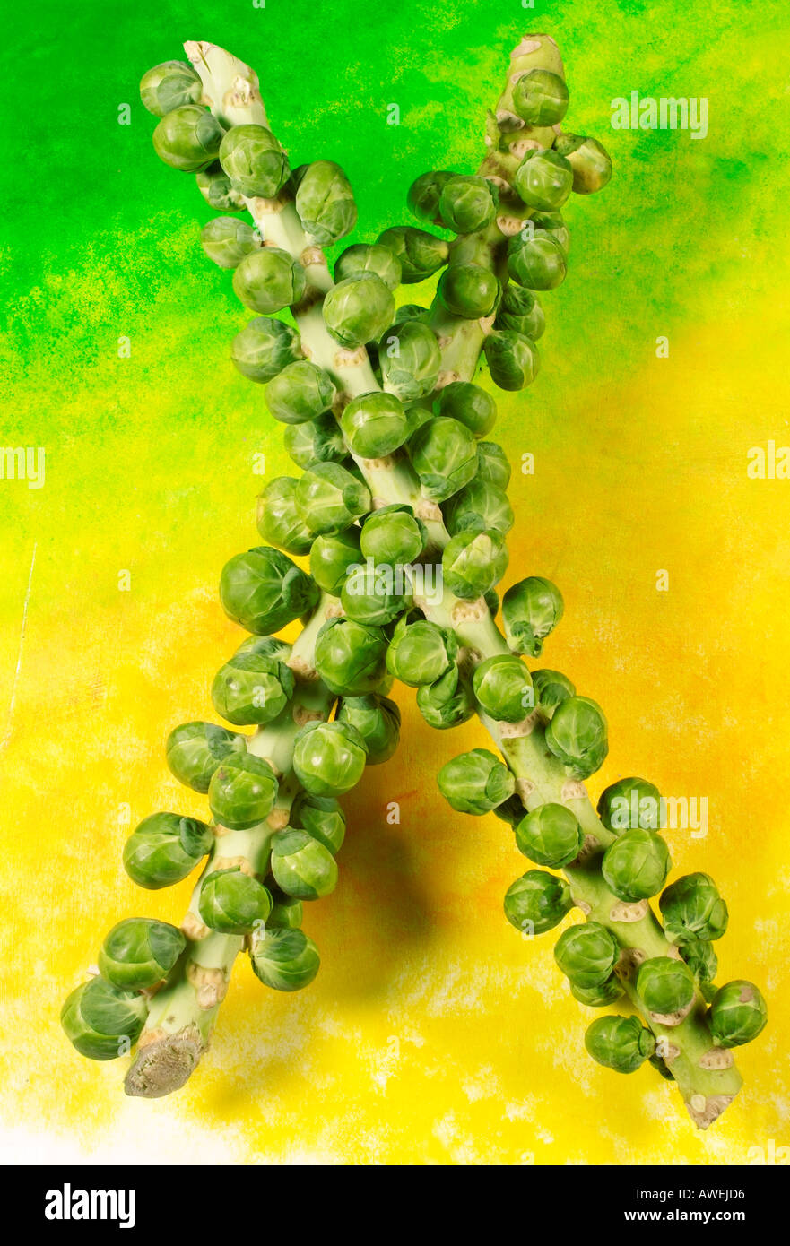 BRUSSEL SPROUTS ON STALK Stock Photo - Alamy