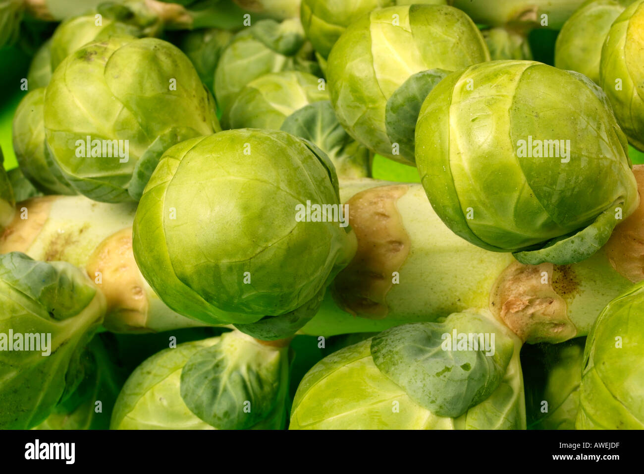 Sprouts on stalk hi-res stock photography and images - Alamy