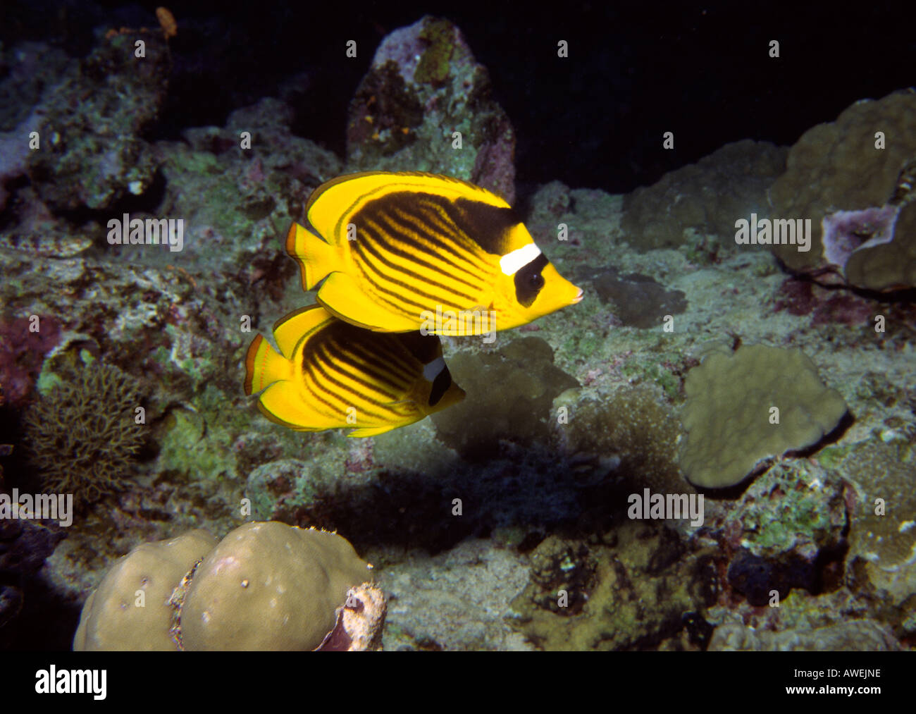 Egypt Red Sea Pair of Brown striped butterfly fish Chaetodon Fasciatus ...