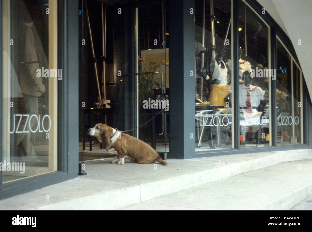 Dog waits outside store Stock Photo - Alamy