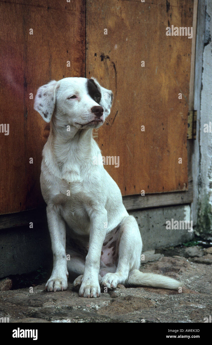 White dog with black eye marking Stock Photo - Alamy