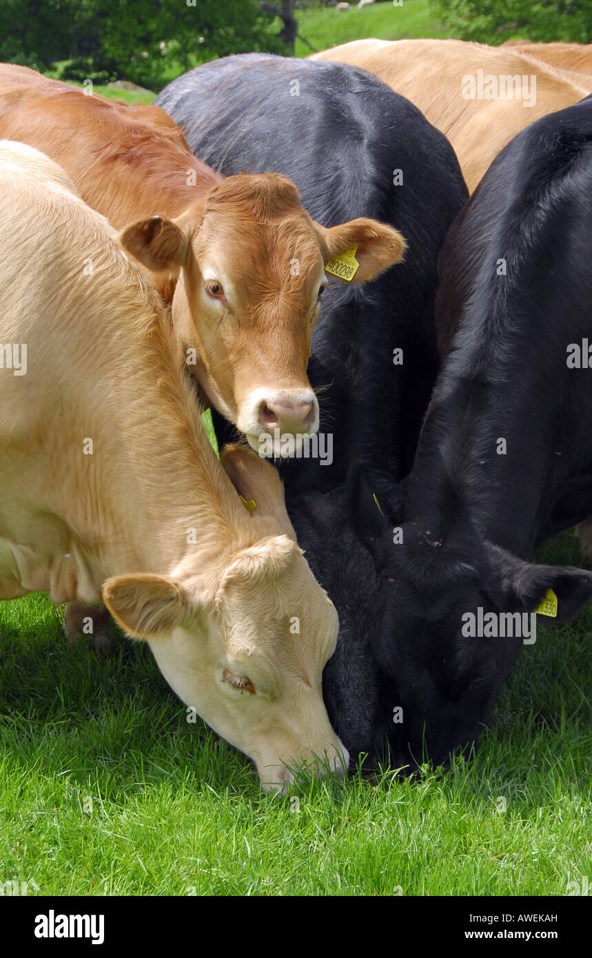 Finished cattle hi-res stock photography and images - Alamy