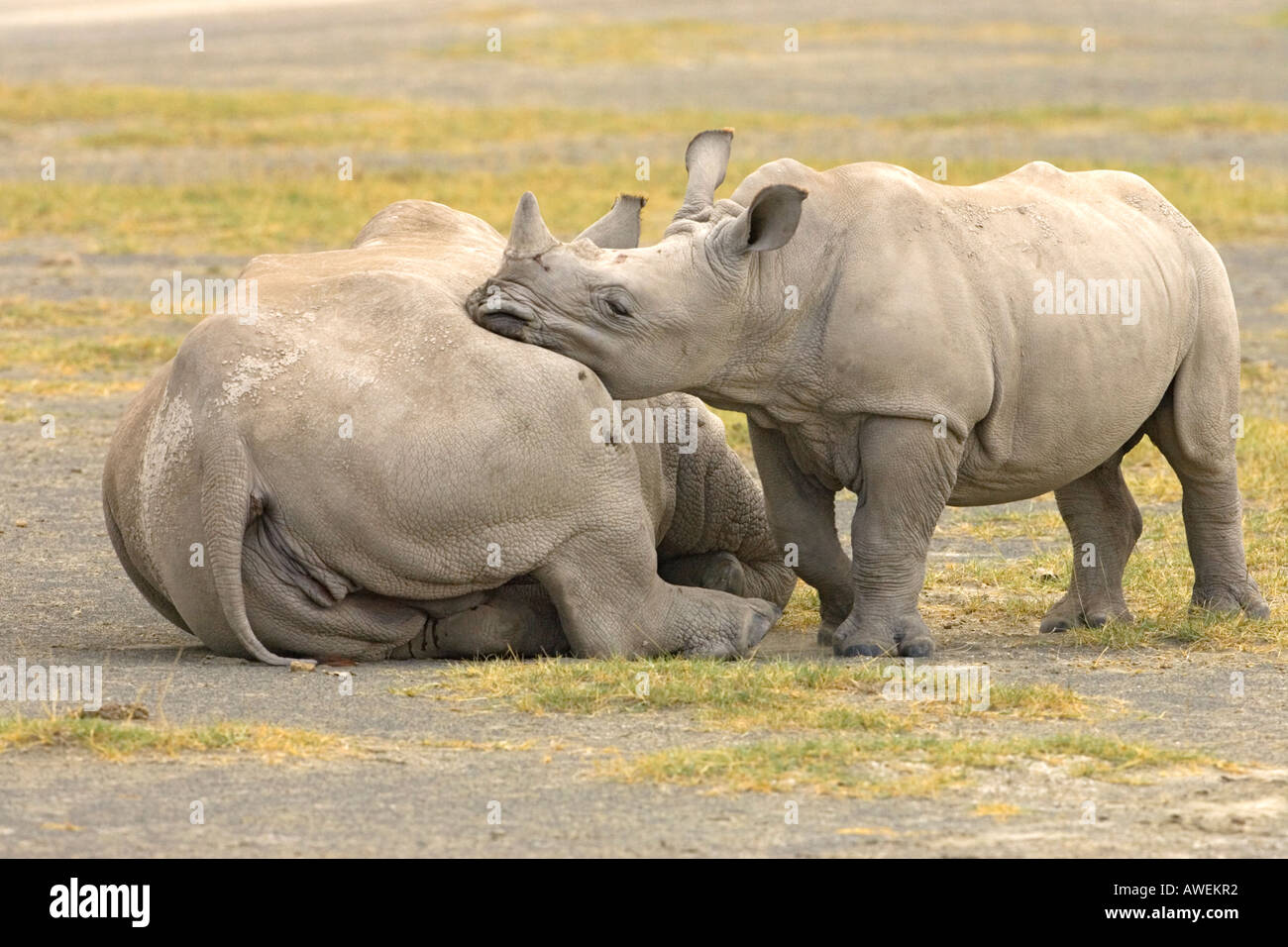 young white rhino calf resting chin on back of mother female rhino Lake ...