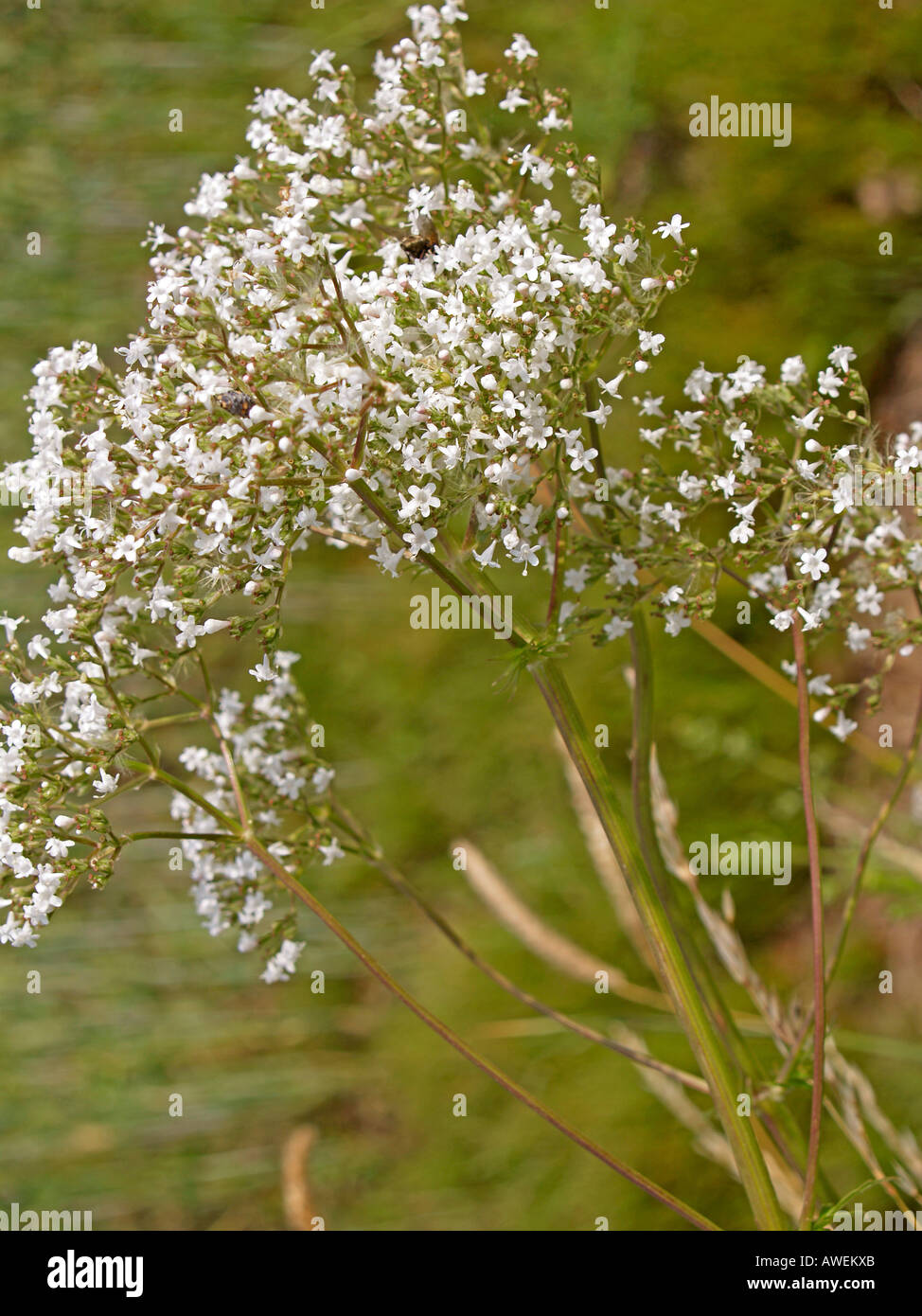 bloomer blooming valerian Valeriana officinalis Stock Photo - Alamy