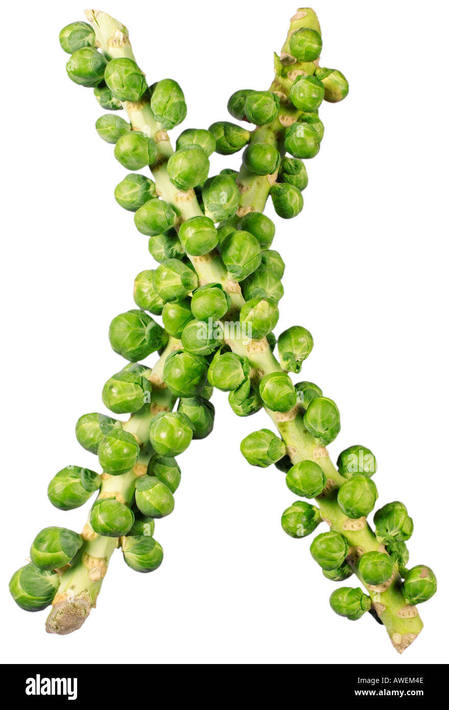 Two sprouts Cut Out Stock Images & Pictures - Alamy