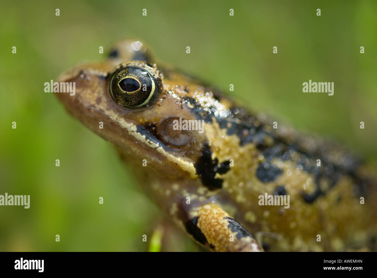 Hop frog hi-res stock photography and images - Alamy