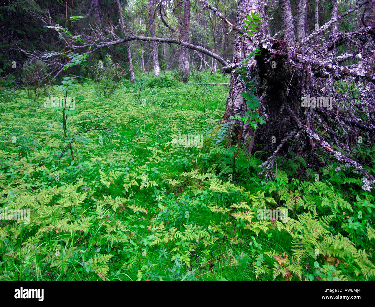 moist coniferous boreal forest with groundcover fern and moss Stock ...