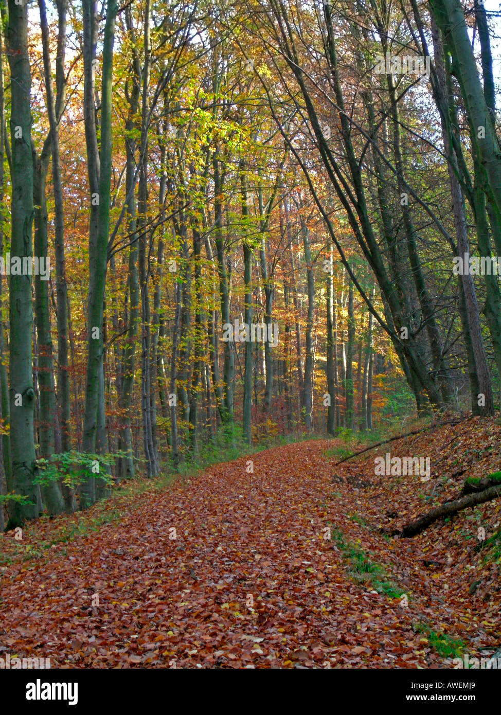 Forest cart road hi-res stock photography and images - Alamy