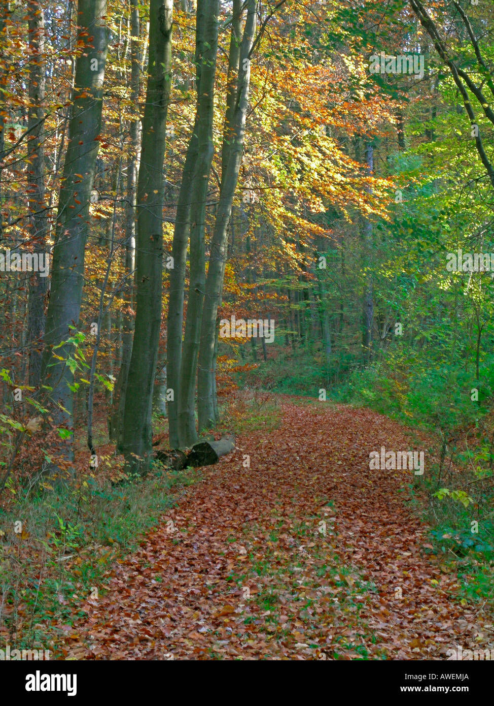 Forest cart road hi-res stock photography and images - Alamy