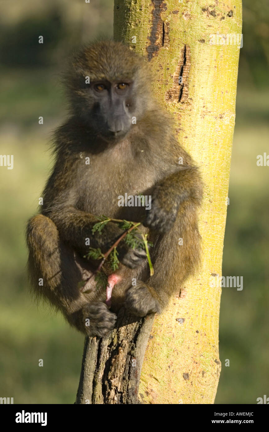 young male baboon in yellow-barked acacia tree Lake Nakuru Great Rift ...
