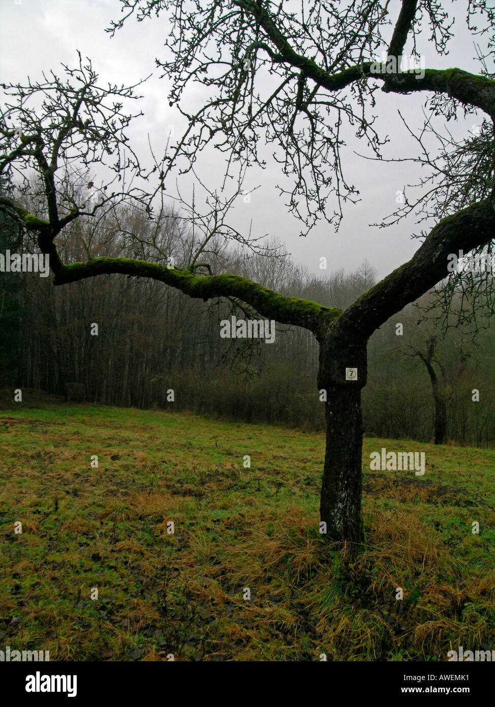 sign for footpath on trunk of an empty apple tree without leaves on a ...