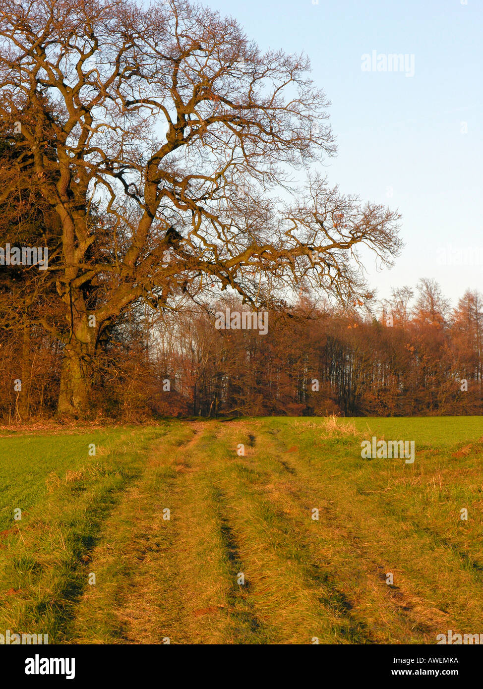 Edge oak forest hi-res stock photography and images - Alamy