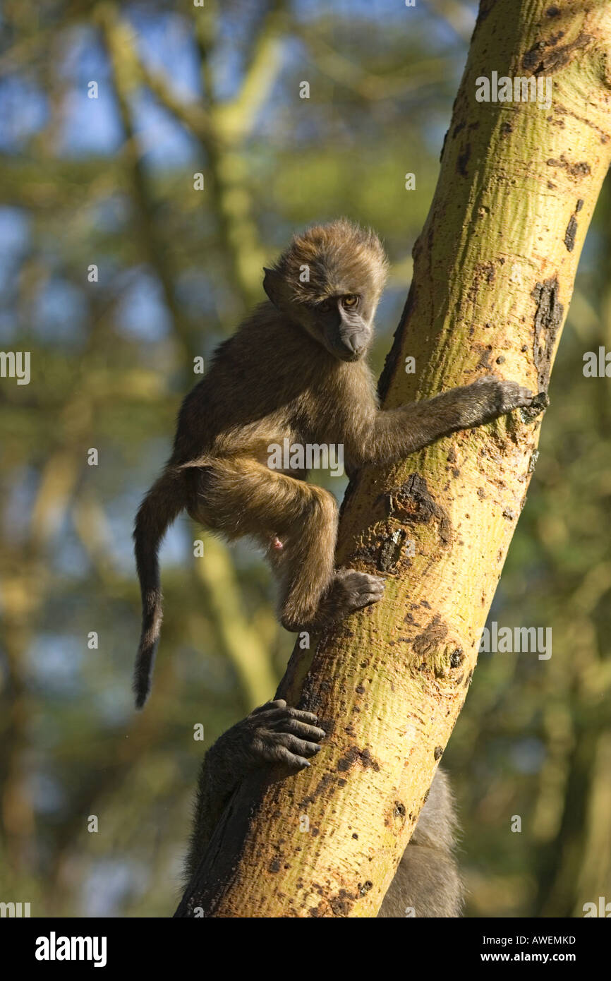 Young baboon climbing tree hi-res stock photography and images - Alamy