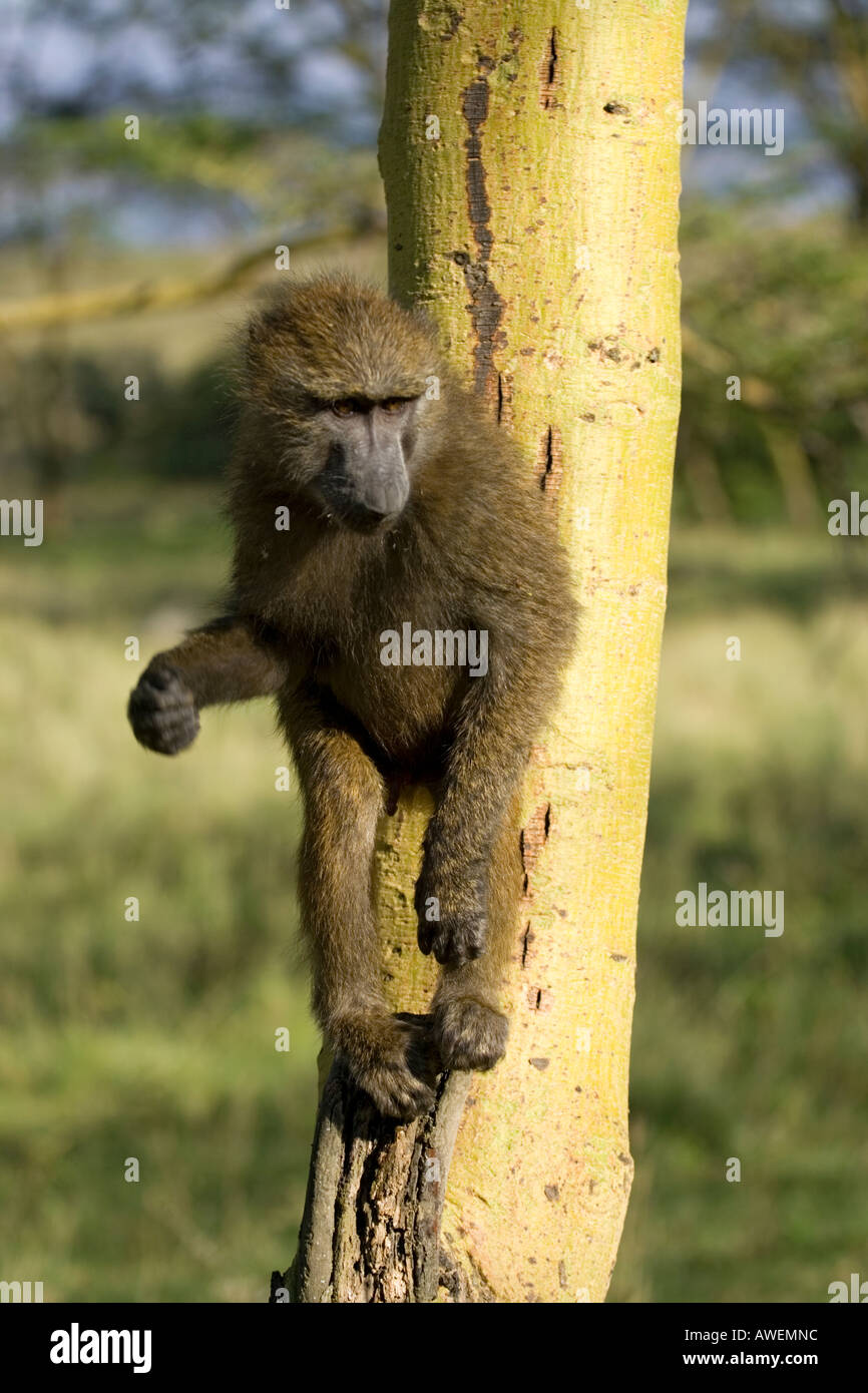 young male baboon in yellow-barked acacia tree Lake Nakuru Great Rift ...