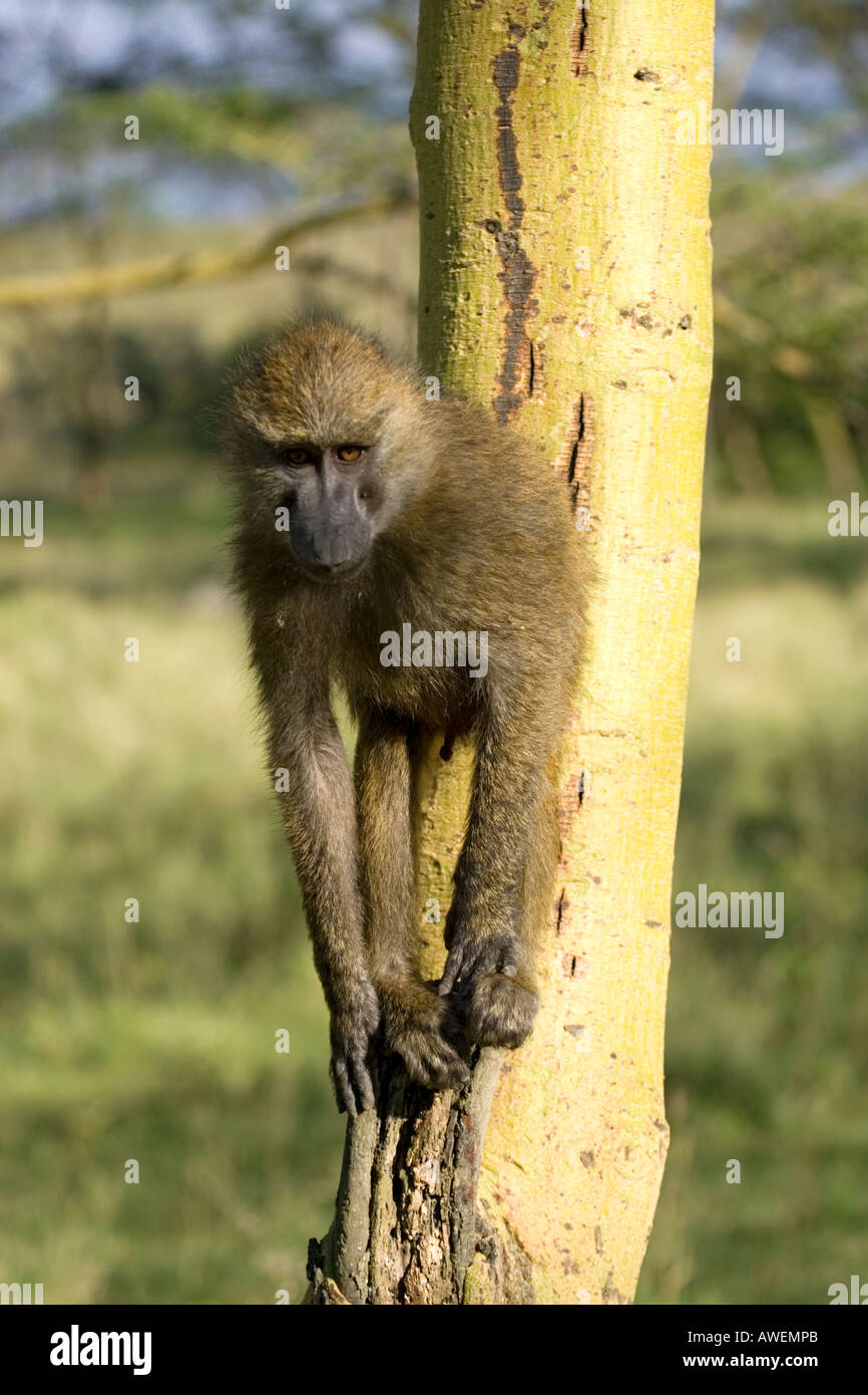 Yellow Barked Acacia Tree High Resolution Stock Photography and Images ...