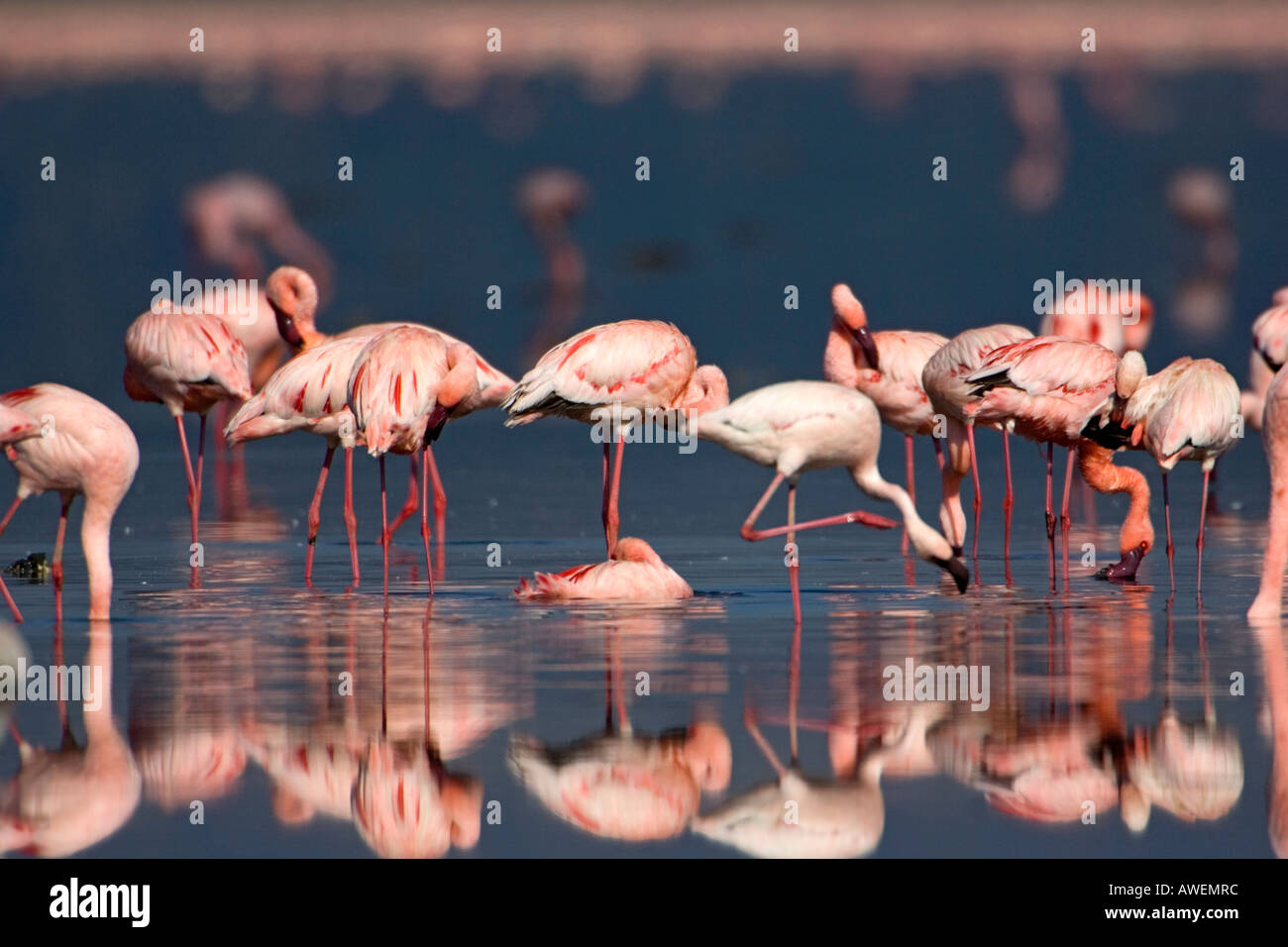 lesser flamingos feeding at Lake Nakuru soda lake Great Rift Valley ...