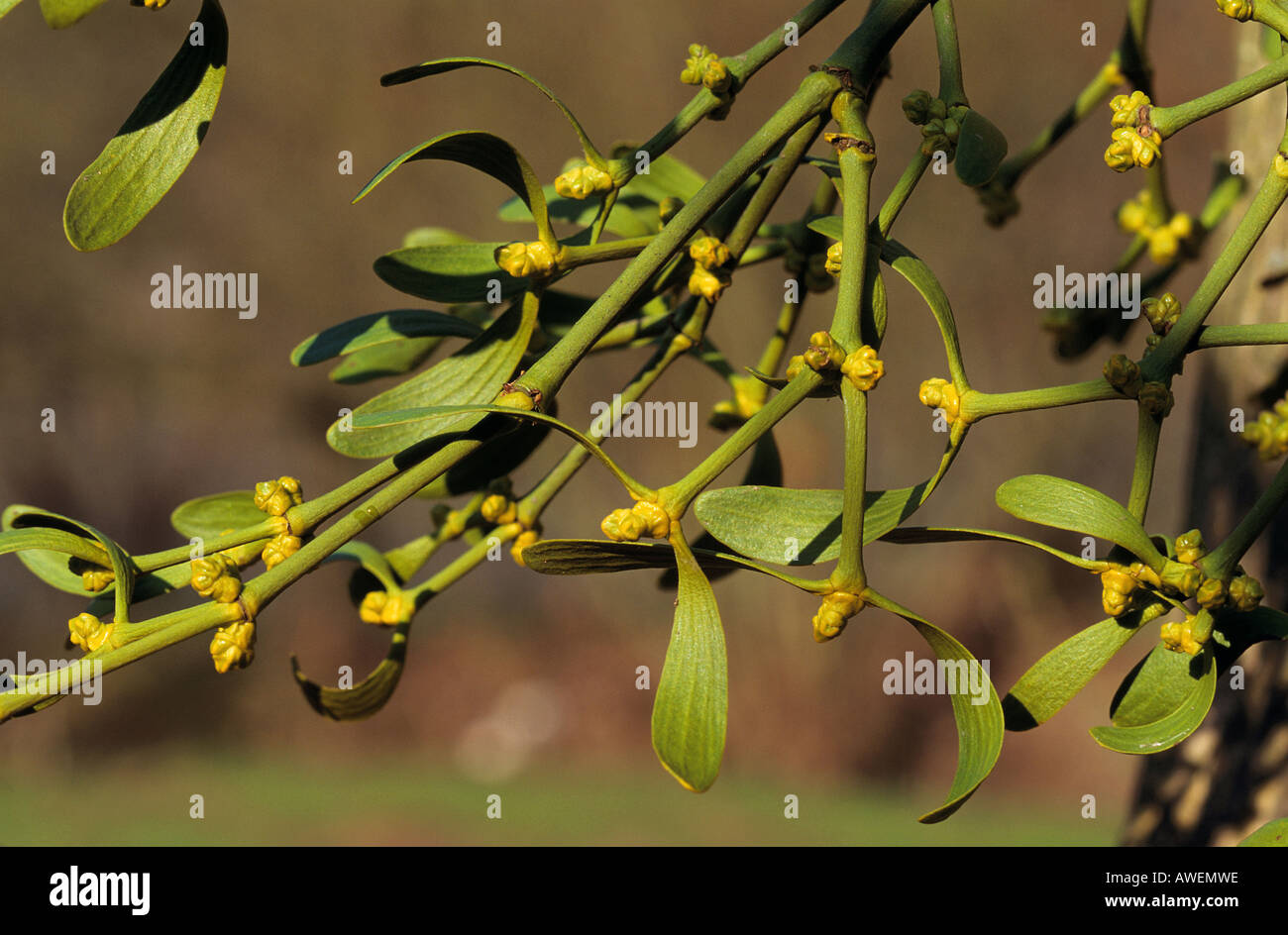 Mistletoe bough hi-res stock photography and images - Alamy