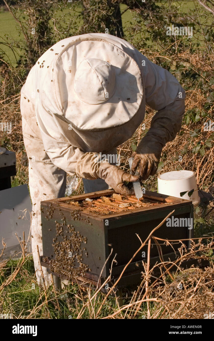 Bee Keeper attending to Bee Hives Stock Photo - Alamy