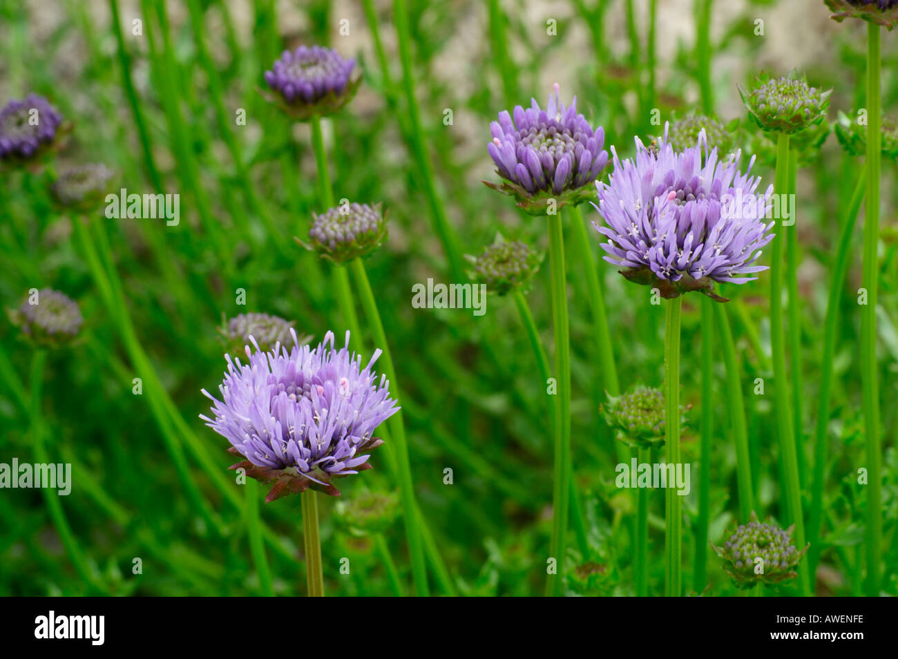 sheep s bit scabious Jasione montana cornwall summer 2005 Stock Photo ...
