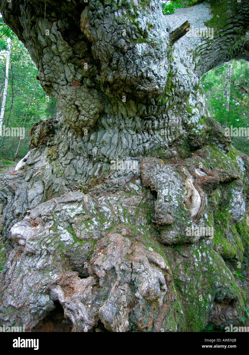 knotty trees in the spelling forest Trollskogan at the northern peak of ...