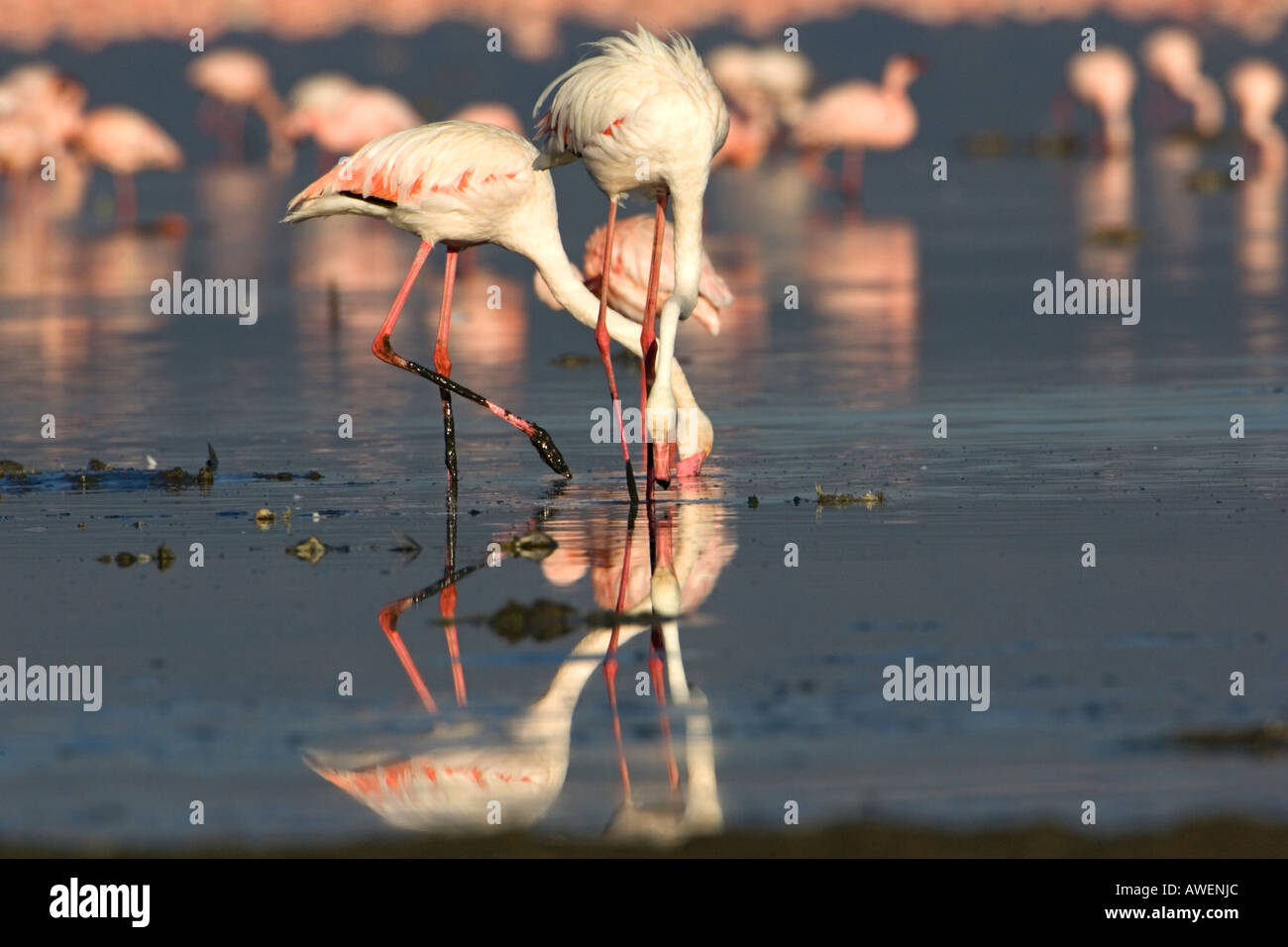 lesser flamingos Lake Nakuru Great Rift Valley Kenya Stock Photo - Alamy