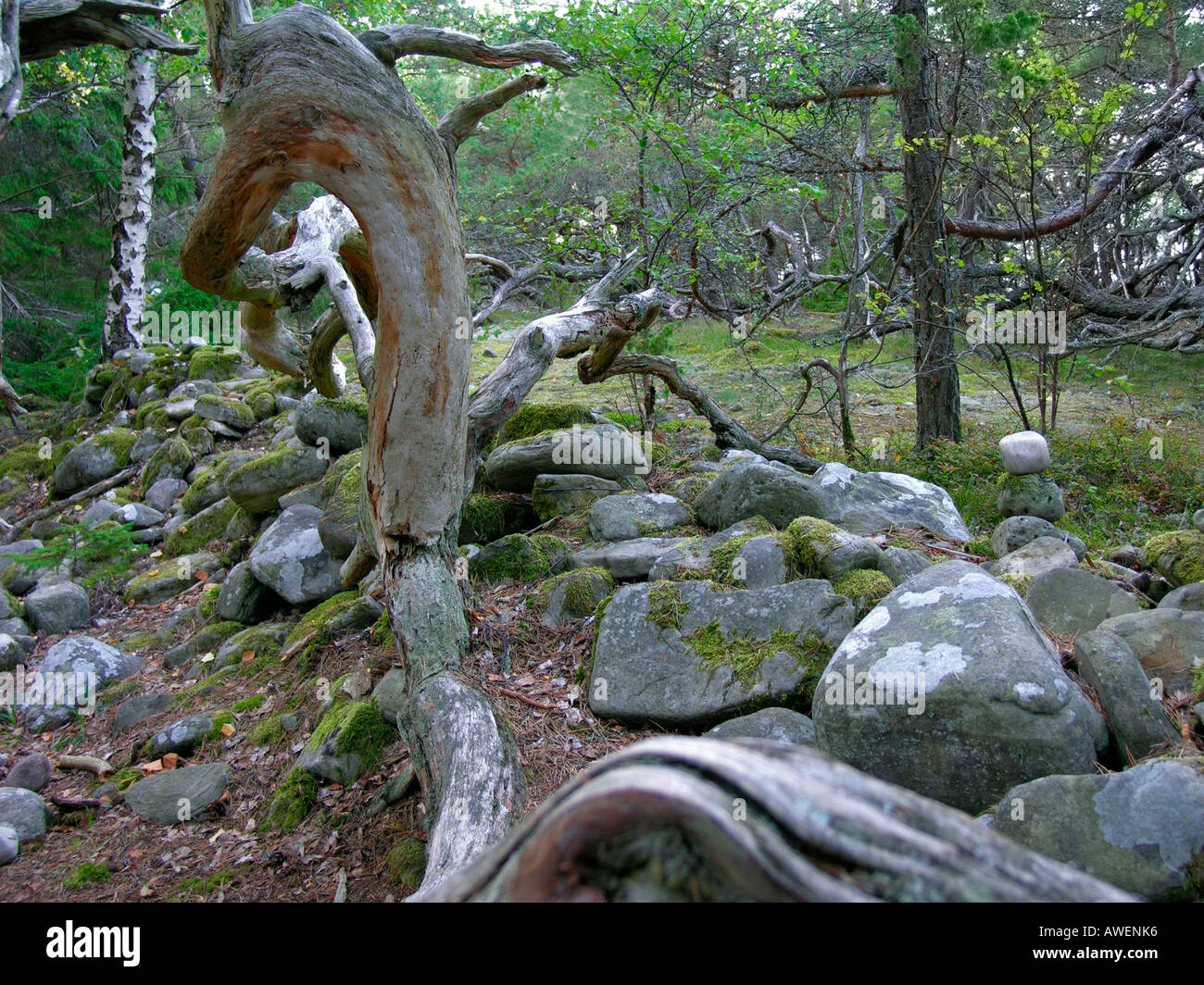 knotty trees in the spelling forest Trollskogan at the northern peak of ...