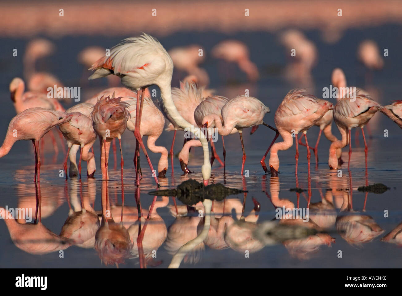 lesser flamingos Lake Nakuru Great Rift Valley Kenya Stock Photo - Alamy