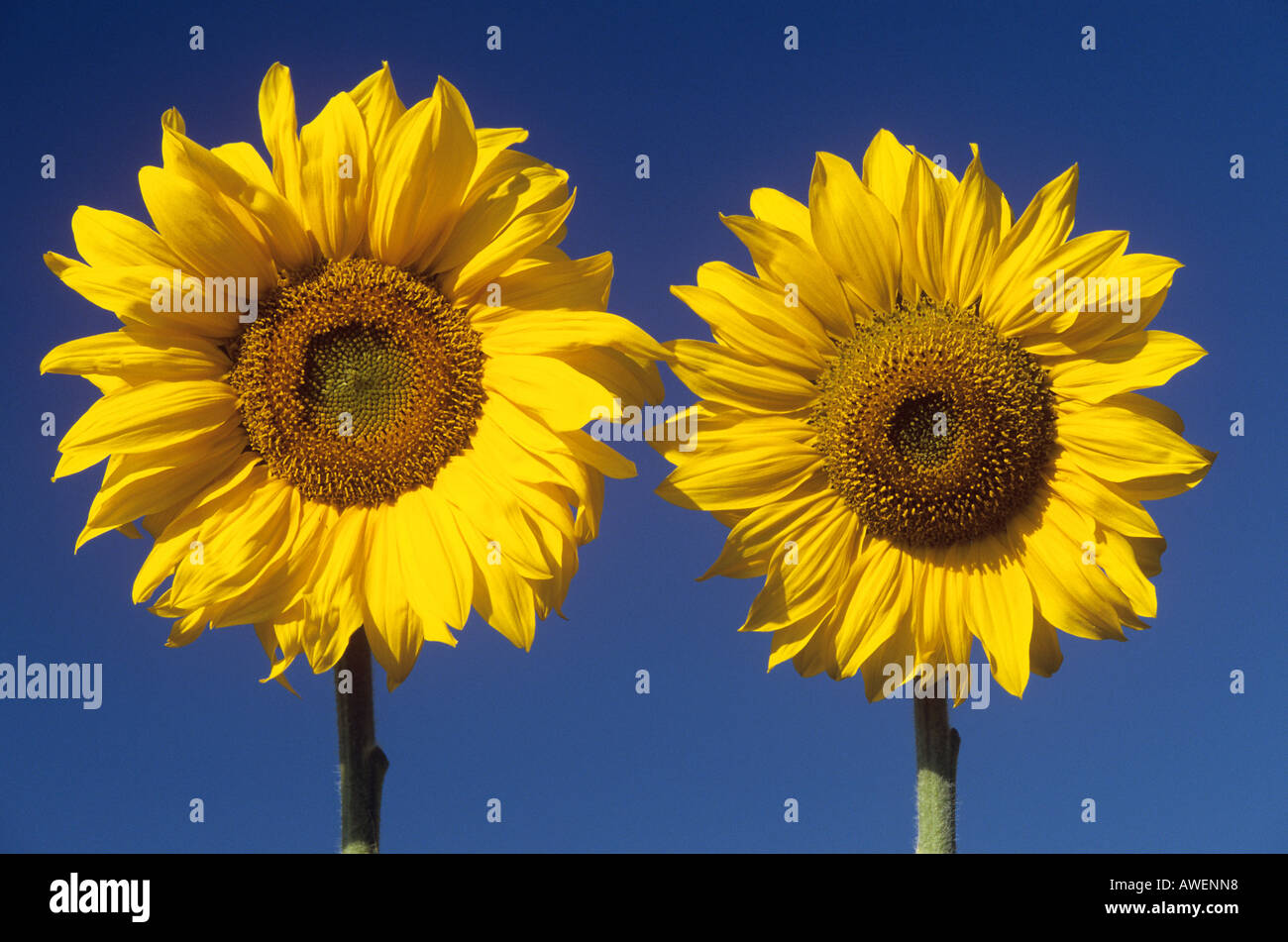 two sunflowers / Helianthus annuus Stock Photo - Alamy
