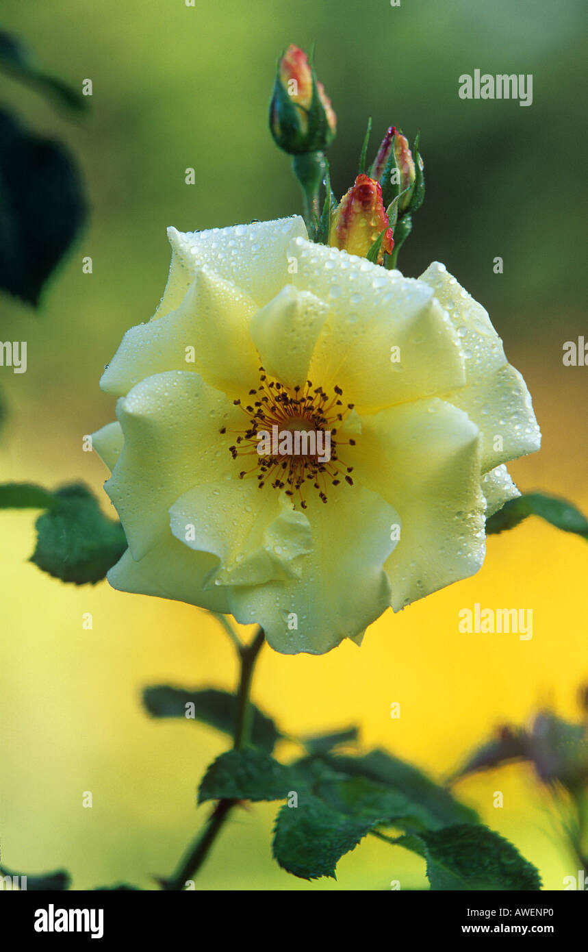 yellow rambler rose Stock Photo - Alamy