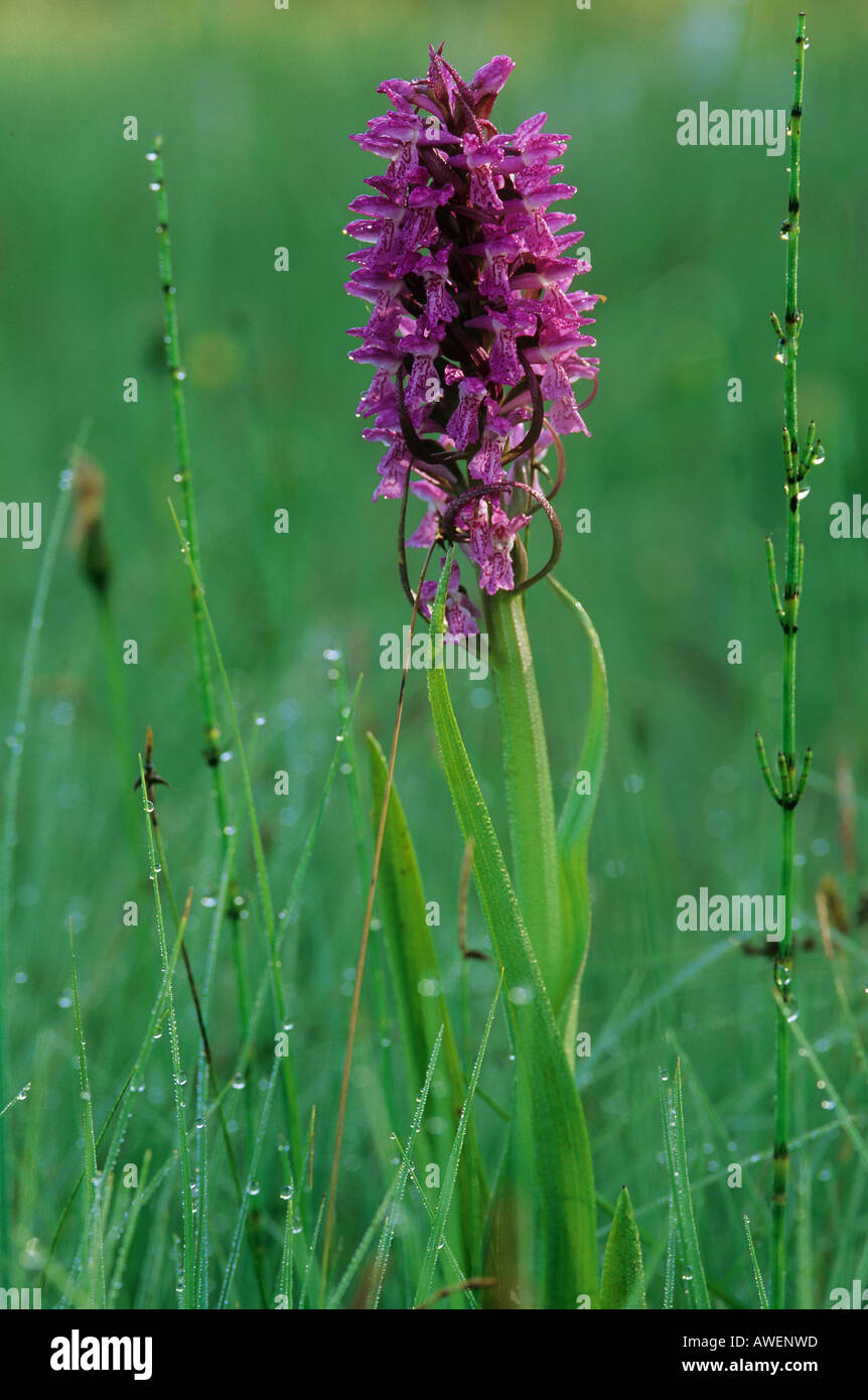orchid / Orchis Stock Photo - Alamy