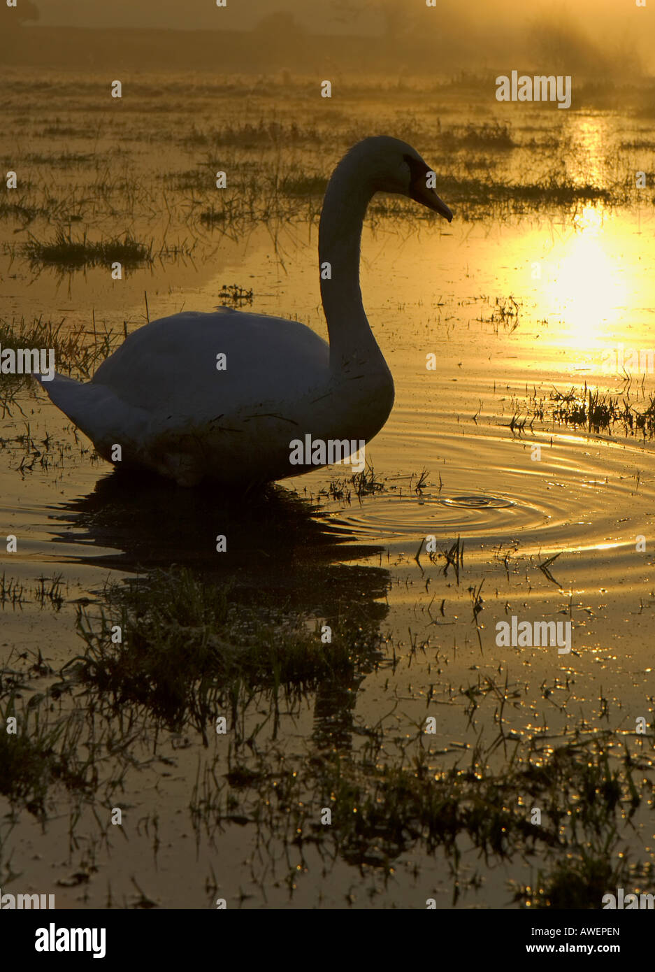 Gold swan hi-res stock photography and images - Alamy