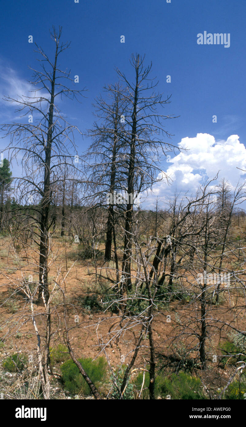 Arizona - USA Burnt pine trees near the Grand Canyon Stock Photo - Alamy