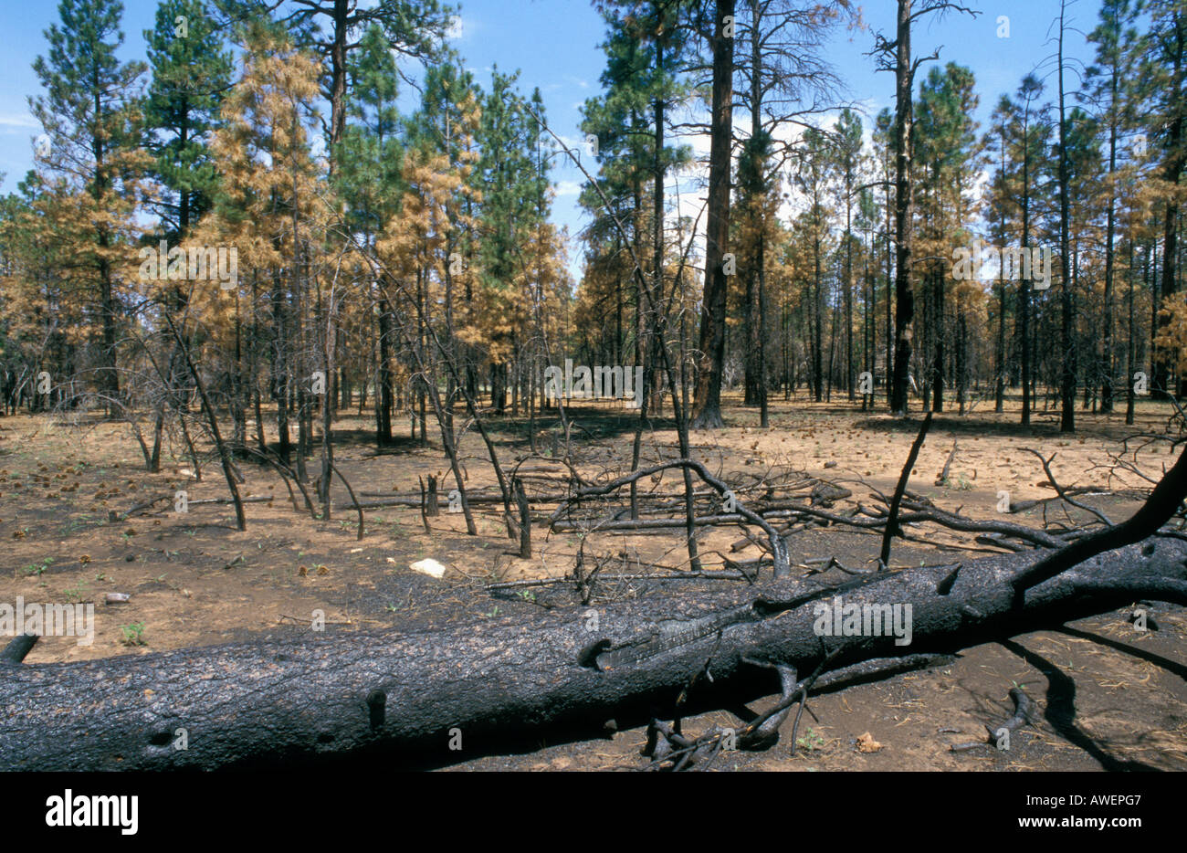 Blackened tree trunks hi-res stock photography and images - Alamy