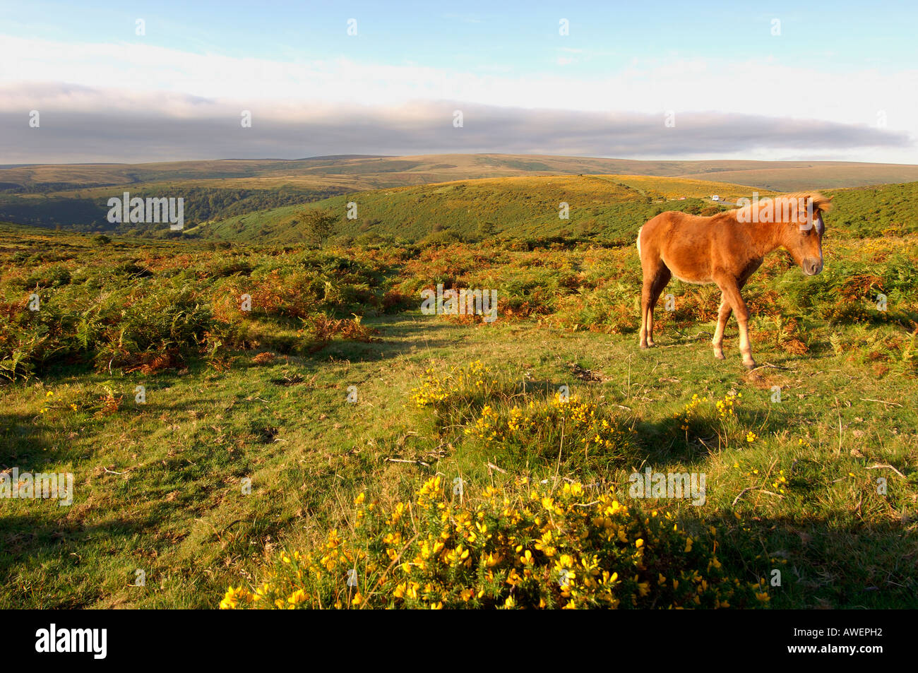 Single brown Dartmoor Pony walking across the open moor in late summer ...