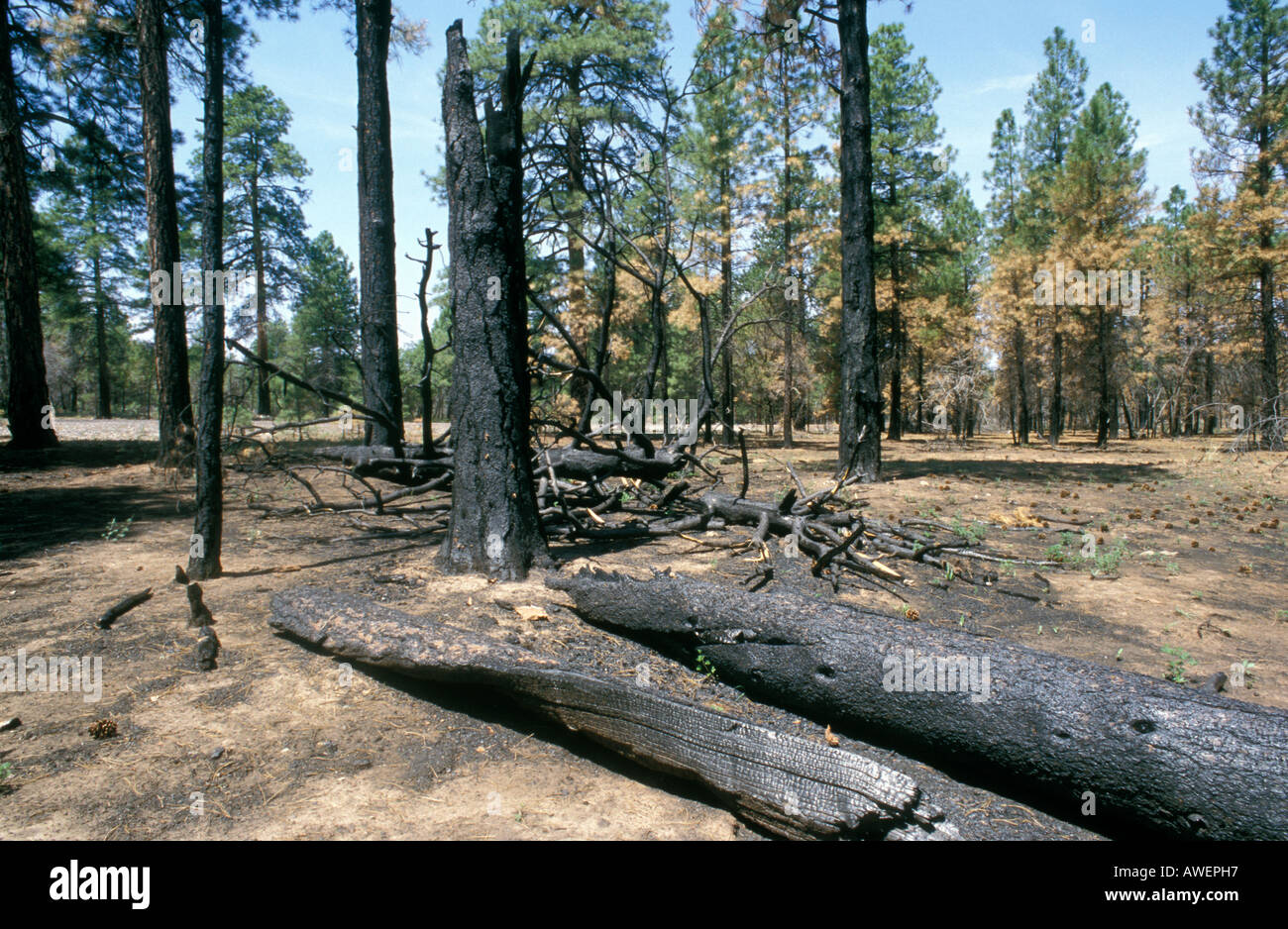 Arizona - USA Burnt trees skeletons Stock Photo - Alamy