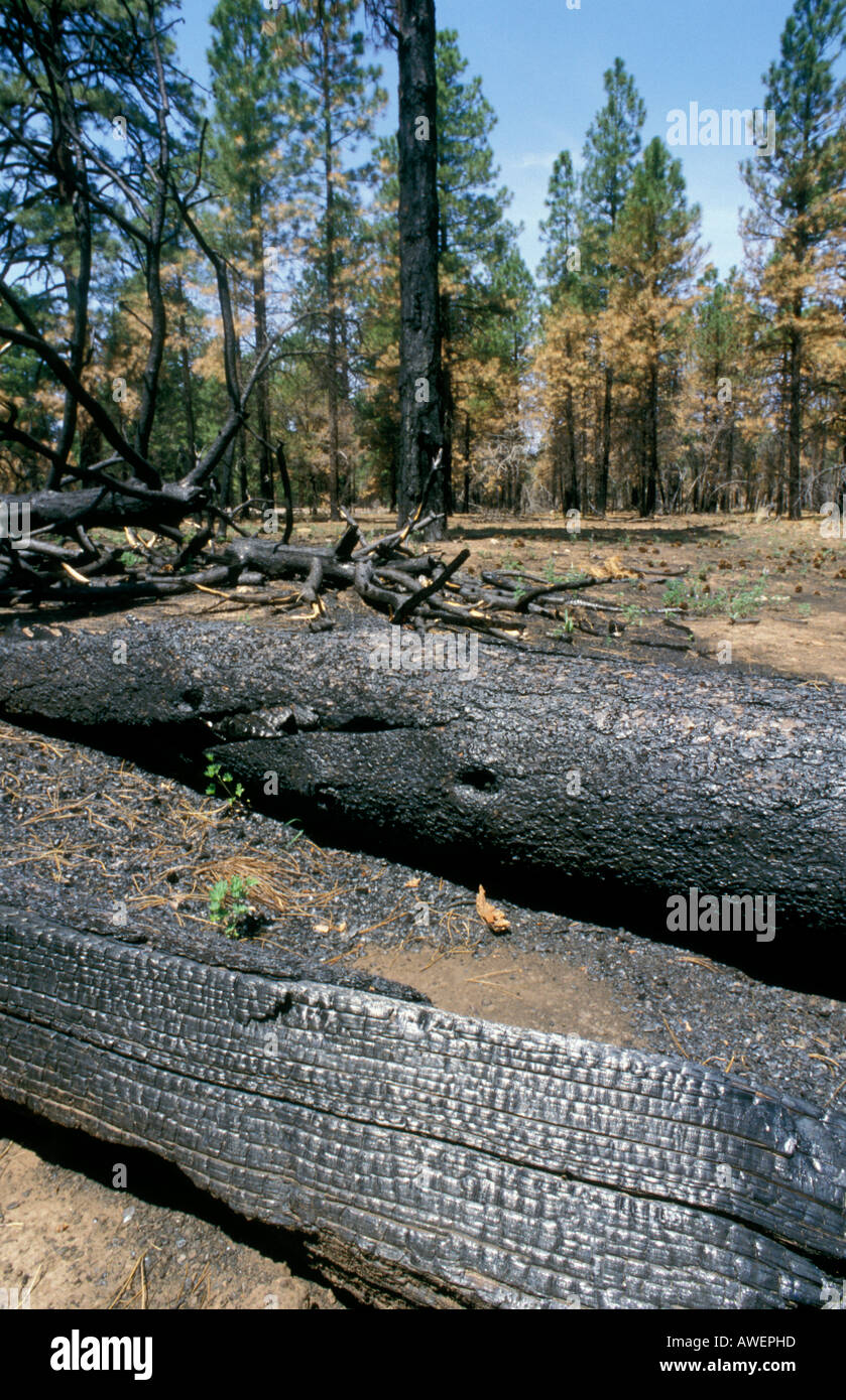Burnt blackened bark hi-res stock photography and images - Alamy