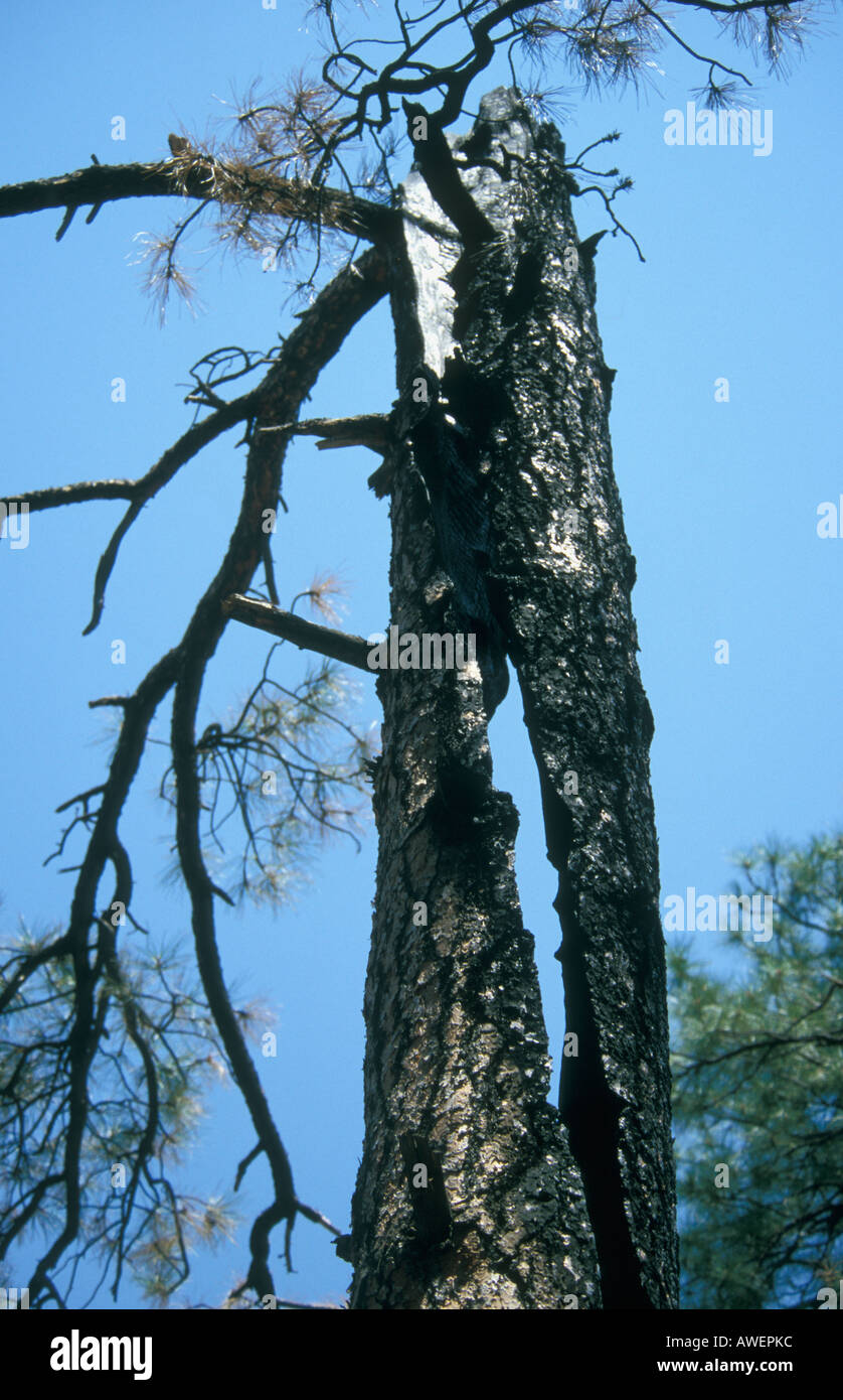 Blackened tree trunk hi-res stock photography and images - Alamy