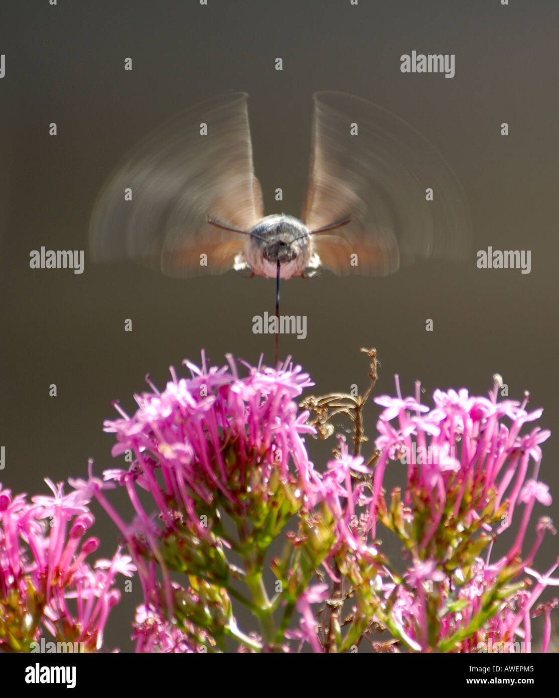Hummingbird Hawk Moth Macroglossum stellatarum hovering and feeding ...