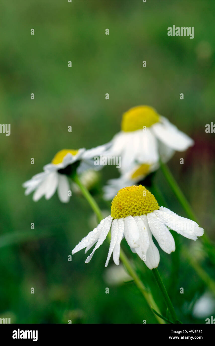 scentless mayweed Matricaria perforata Cornwall summer 2005 Stock Photo ...
