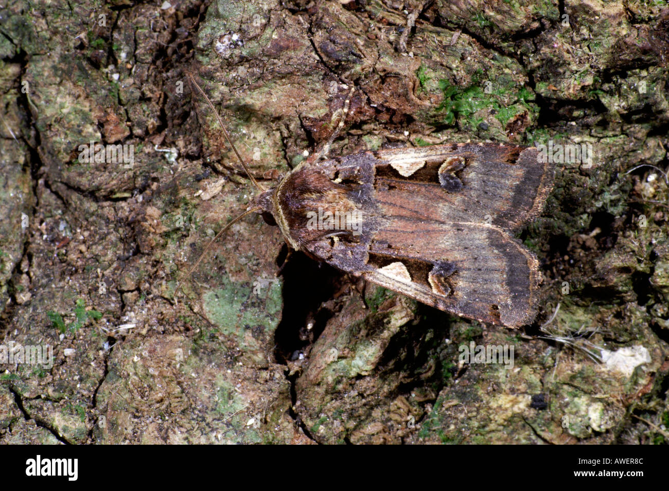 Xestia moth hi-res stock photography and images - Alamy