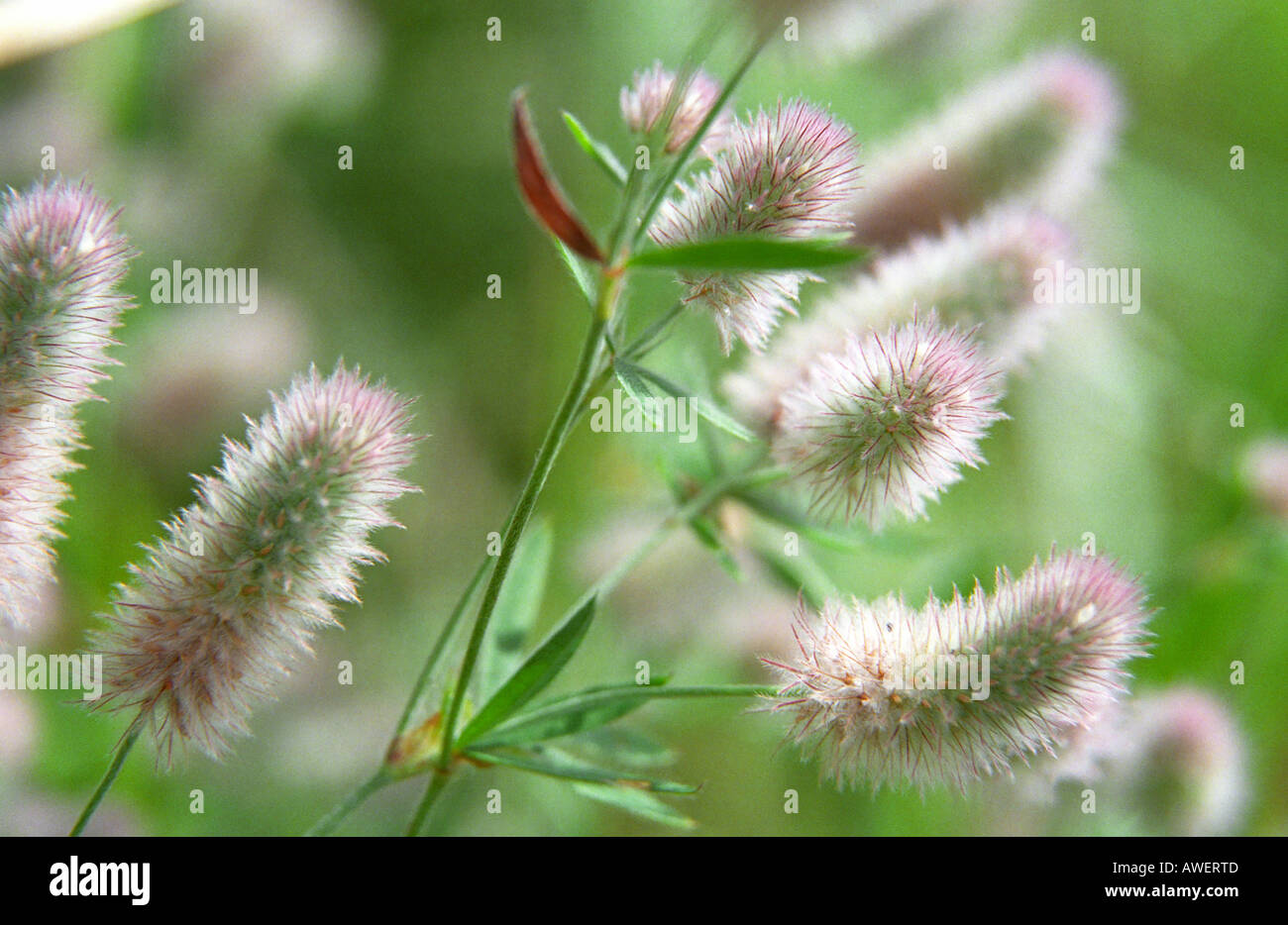 Hare's foot Clover Trifolium in close-up Stock Photo - Alamy
