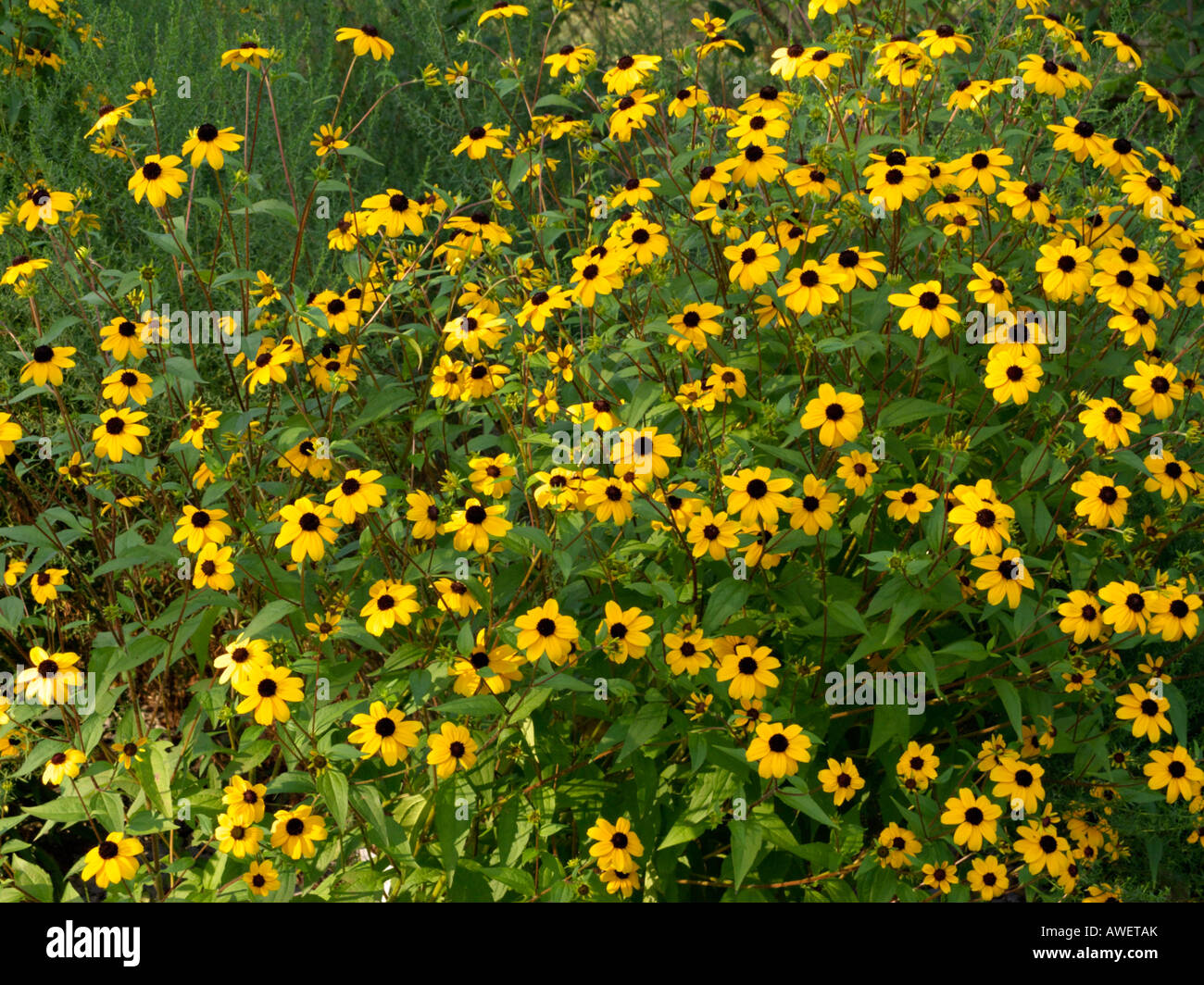 Rudbeckia triloba hi-res stock photography and images - Alamy