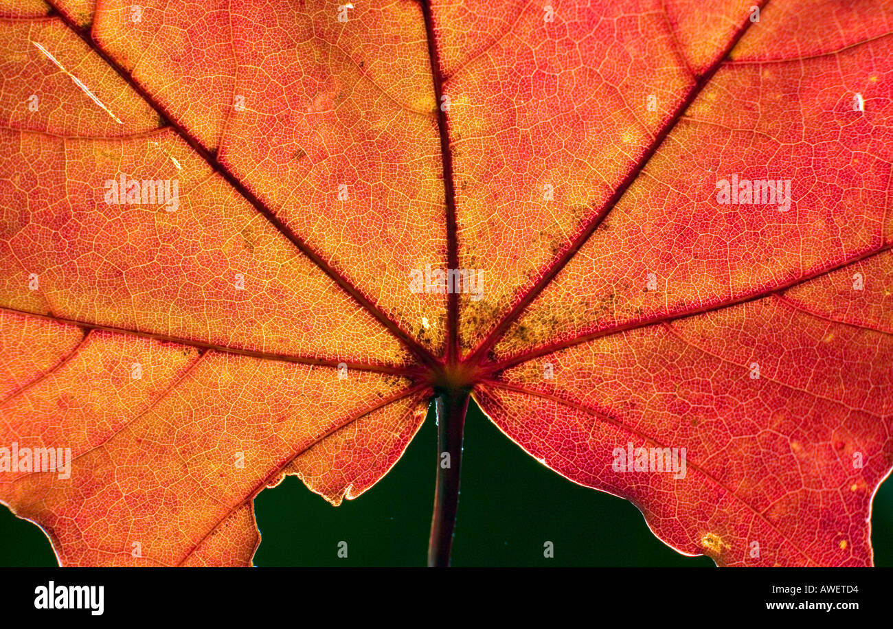 Cells in a leaf hi-res stock photography and images - Alamy