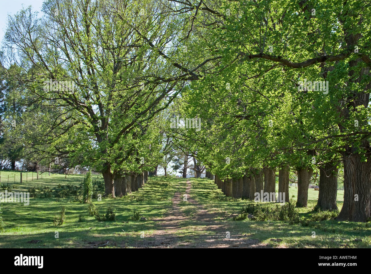 beautiful tree lined rural country road in spring Stock Photo - Alamy